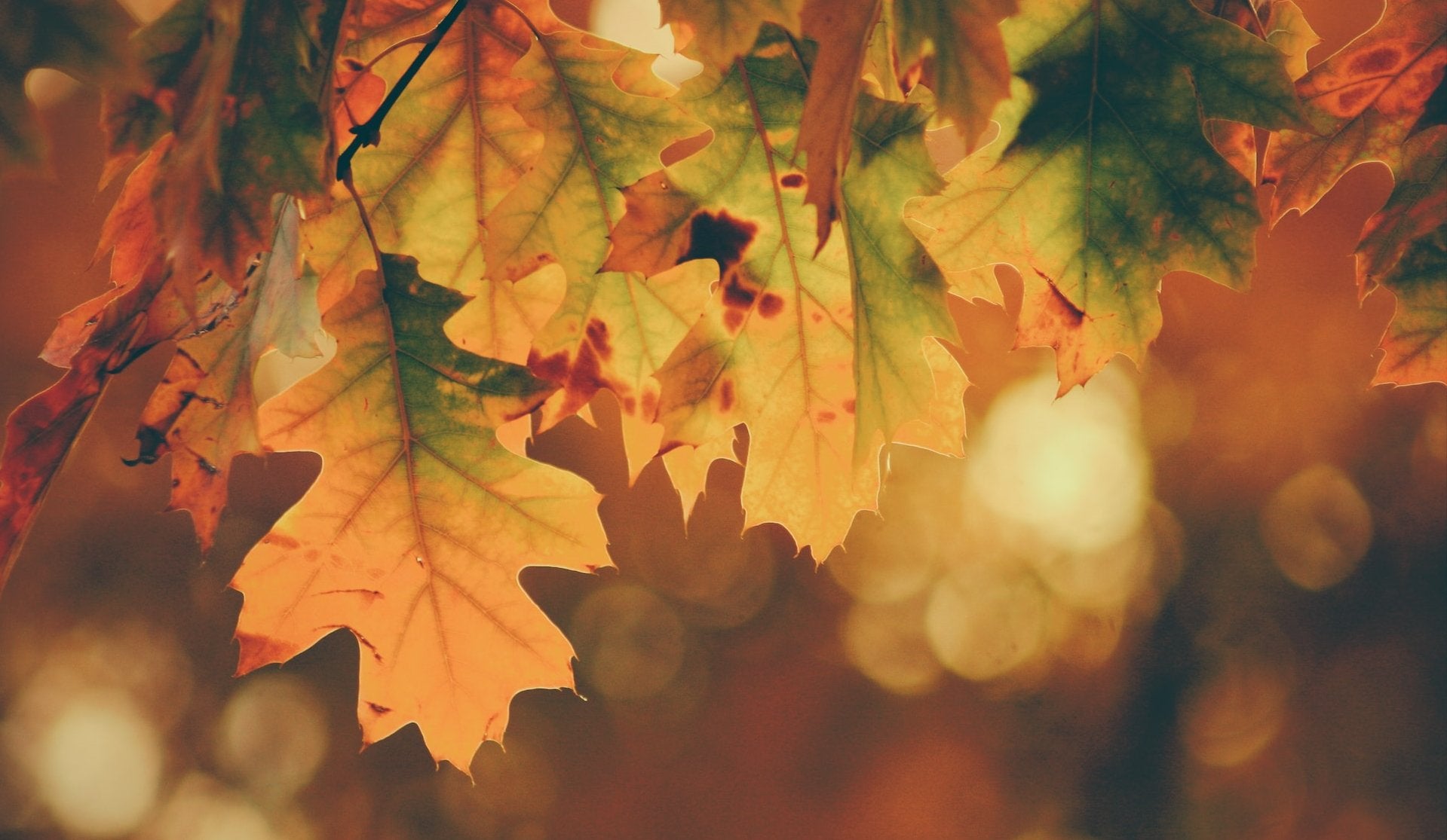 How to Plan an Autumn Camping Trip
